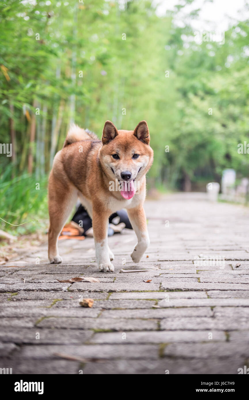 The cute little Shiba Inu Stock Photo - Alamy