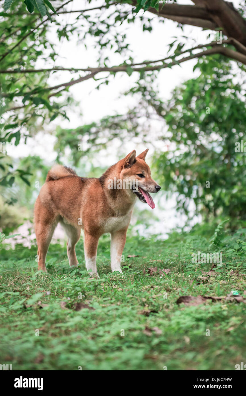 The cute little Shiba Inu Stock Photo - Alamy