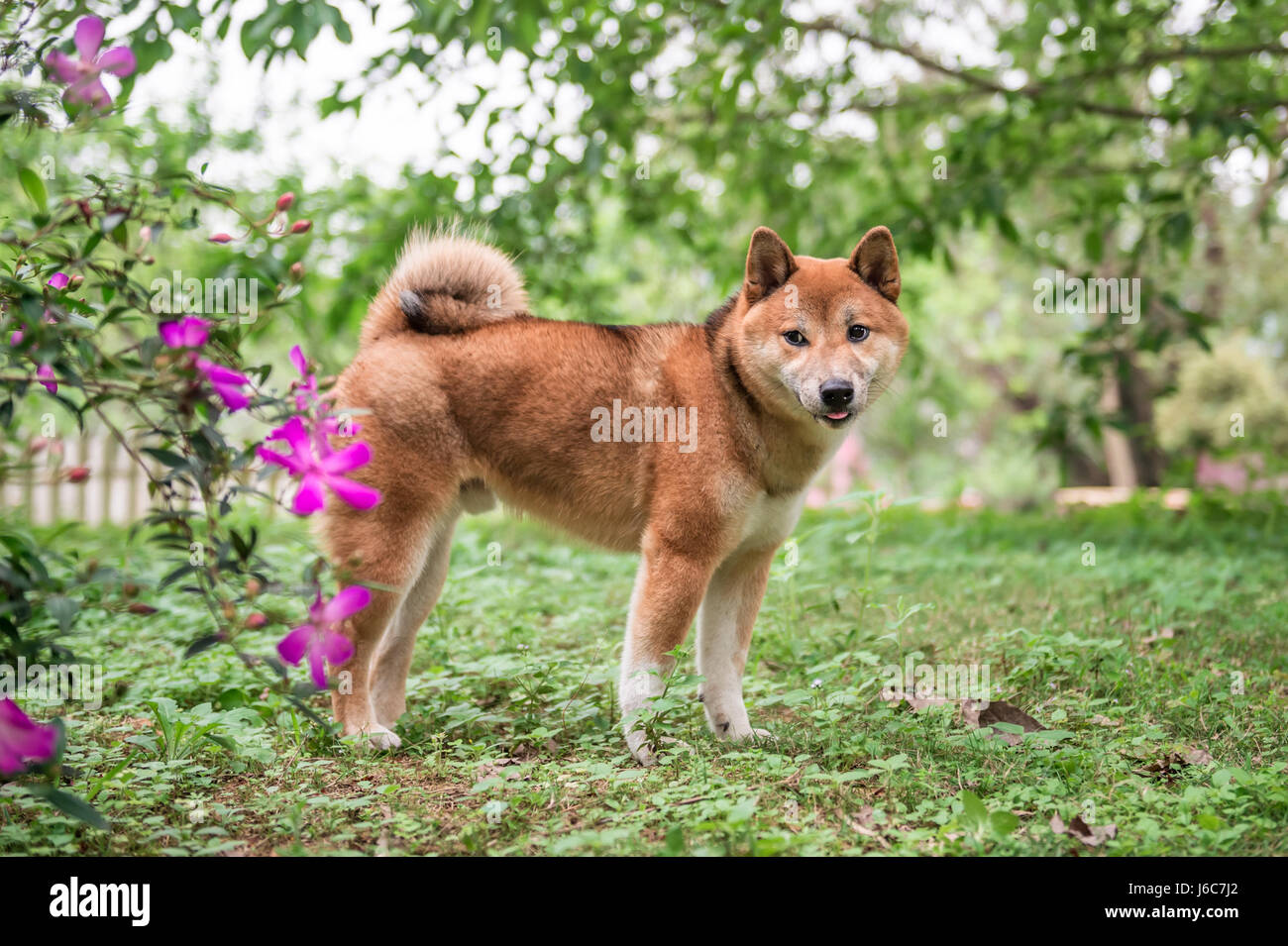 The cute little Shiba Inu Stock Photo - Alamy