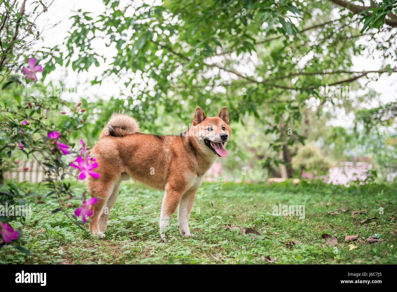The cute little Shiba Inu Stock Photo - Alamy