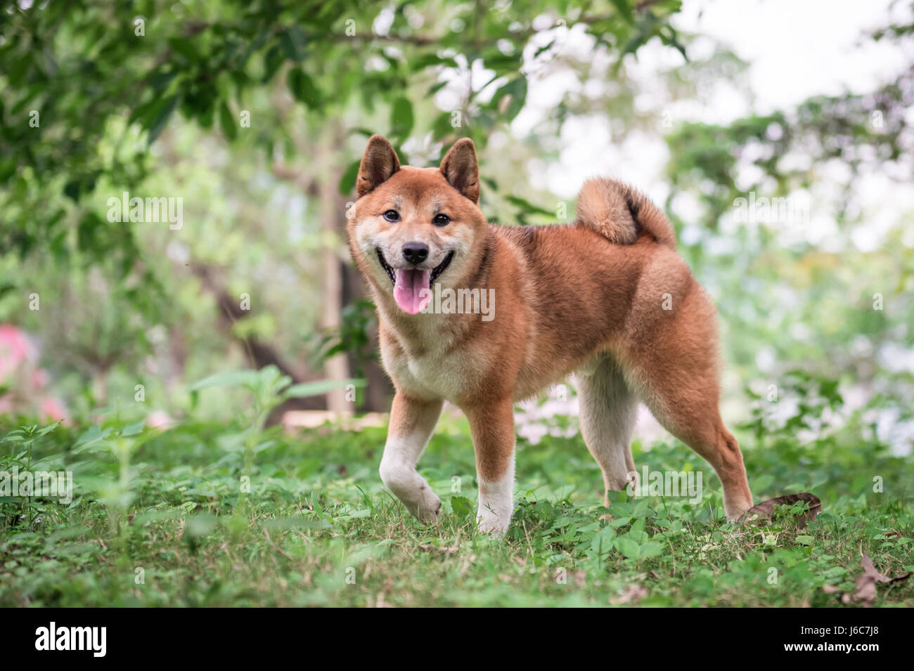 The cute little Shiba Inu Stock Photo - Alamy