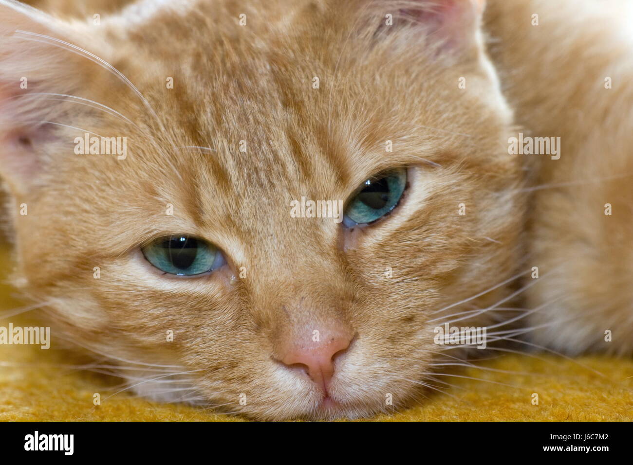 pussycat cat domestic cat blue relaxation animal pet animals portrait ...