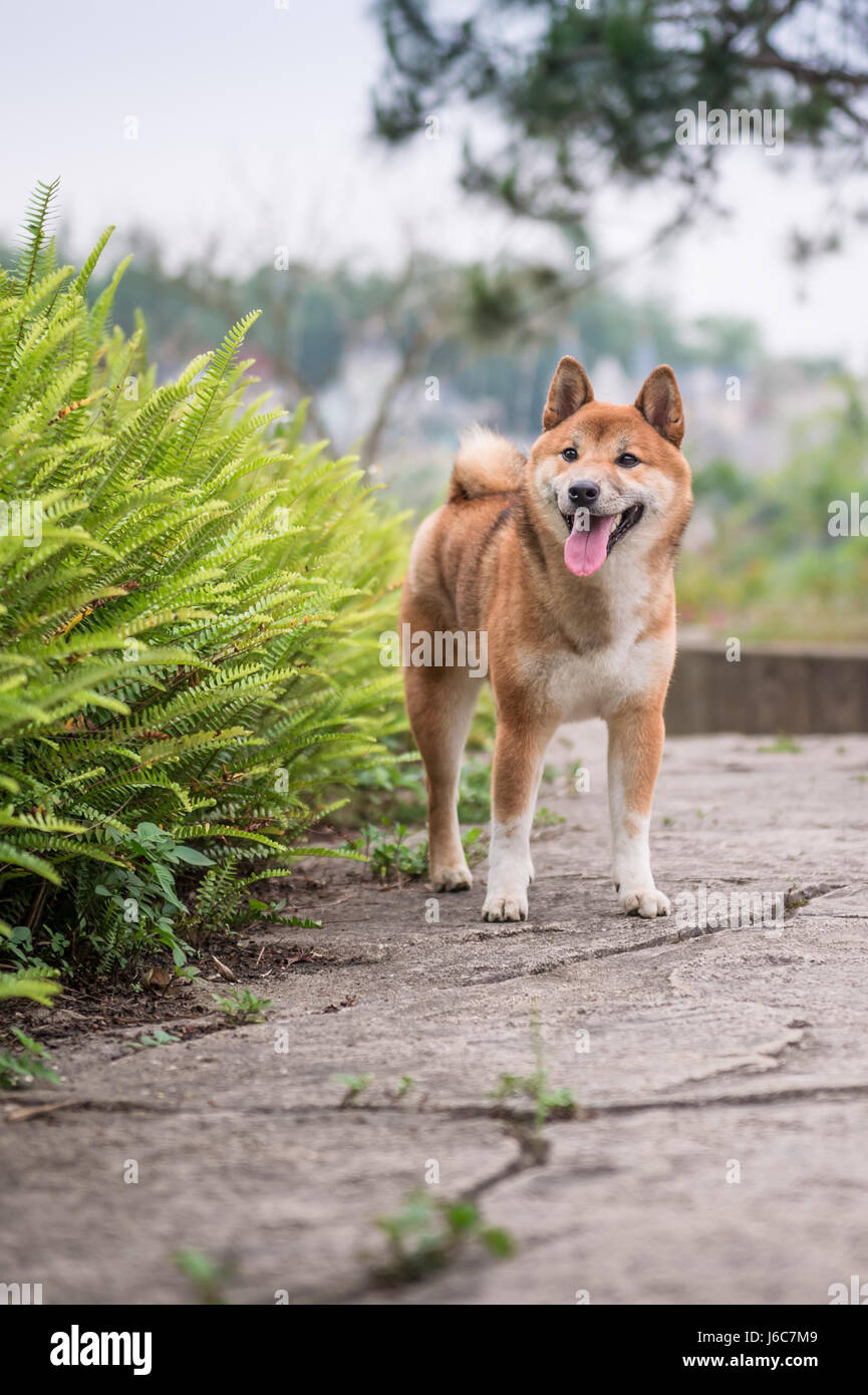 The cute little Shiba Inu Stock Photo - Alamy