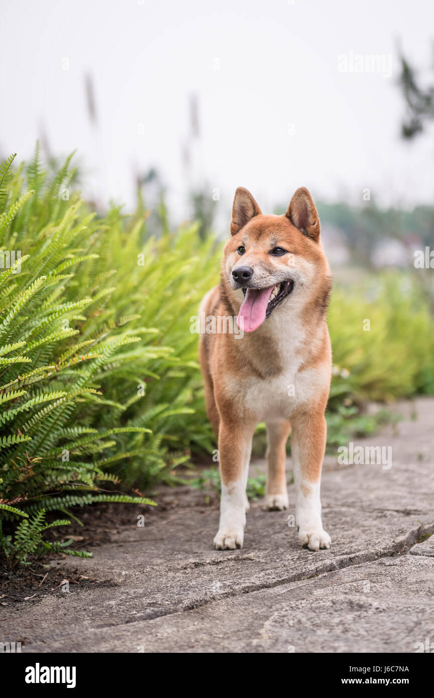 The cute little Shiba Inu Stock Photo - Alamy