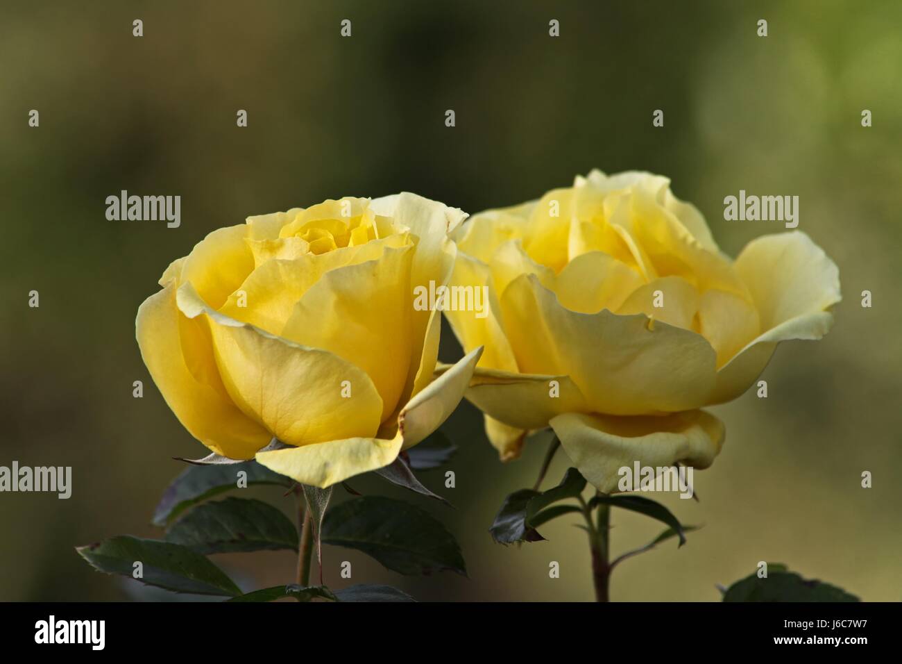 2 yellow roses Stock Photo - Alamy