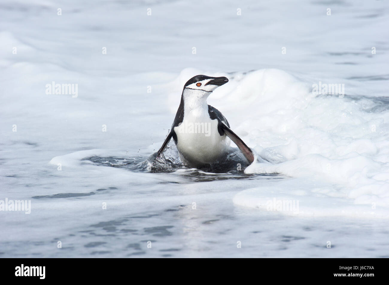 chinstrap penguin (Pygoscelis antarcticus), Antarctica Stock Photo - Alamy
