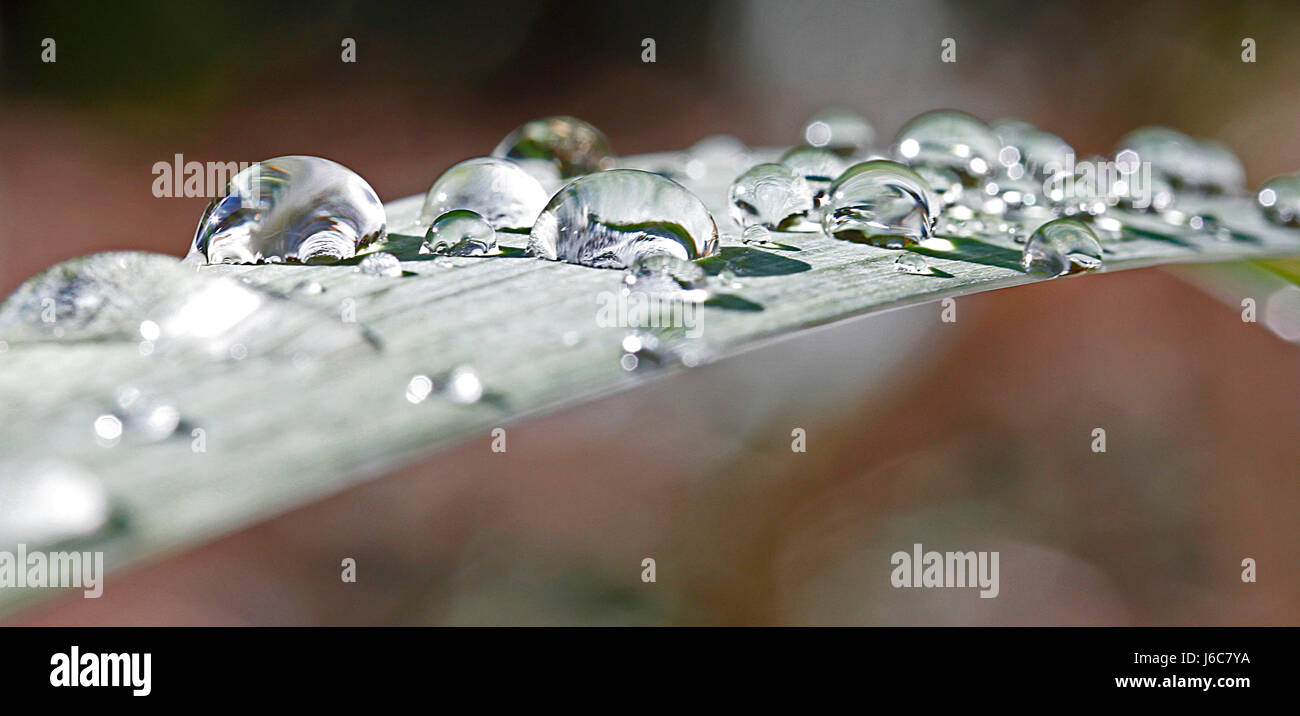 wet dew refreshing dewdrop hand fresh drop drip drops seeping sopping ...