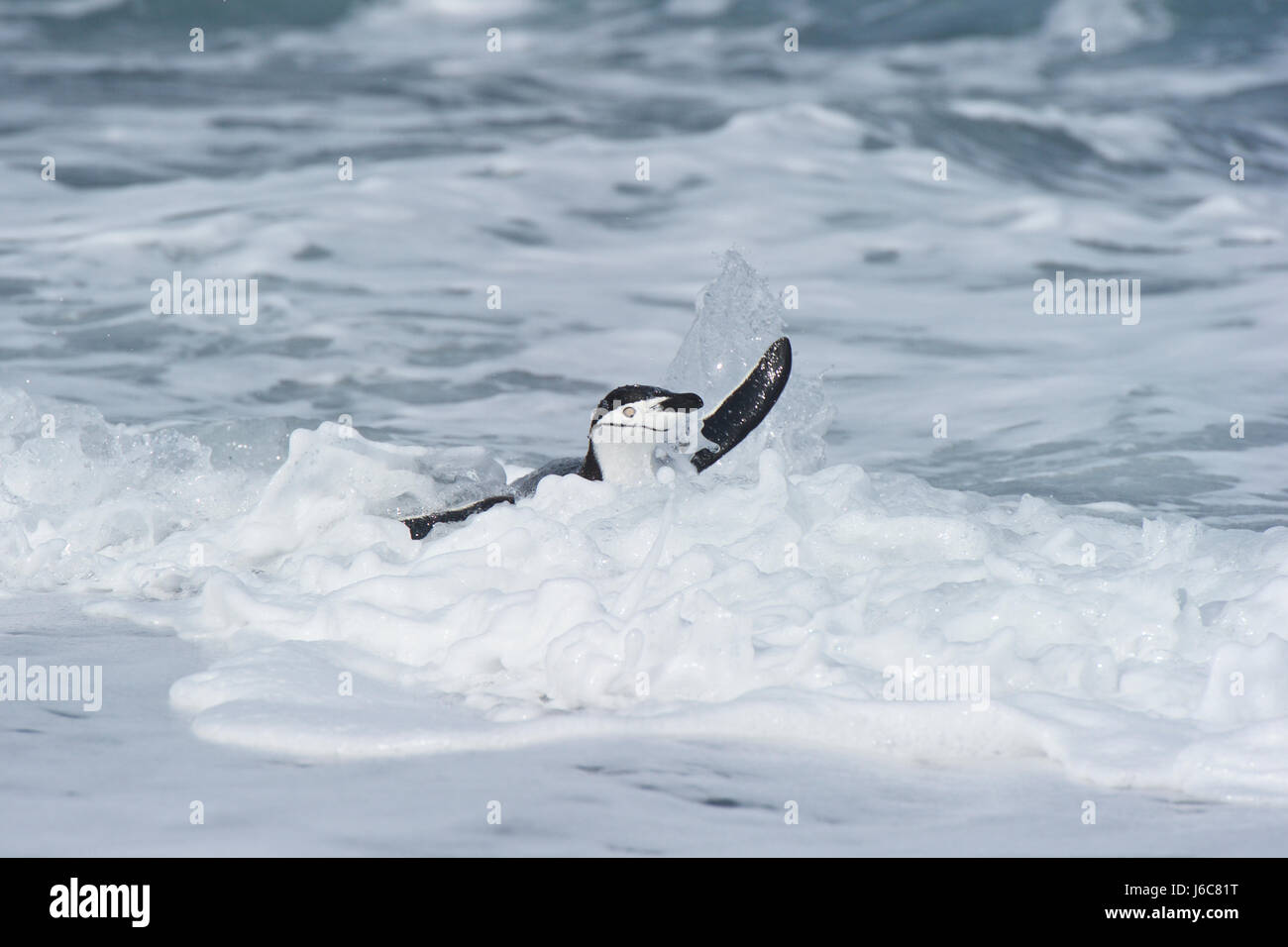 chinstrap penguin (Pygoscelis antarcticus), Antarctica Stock Photo - Alamy