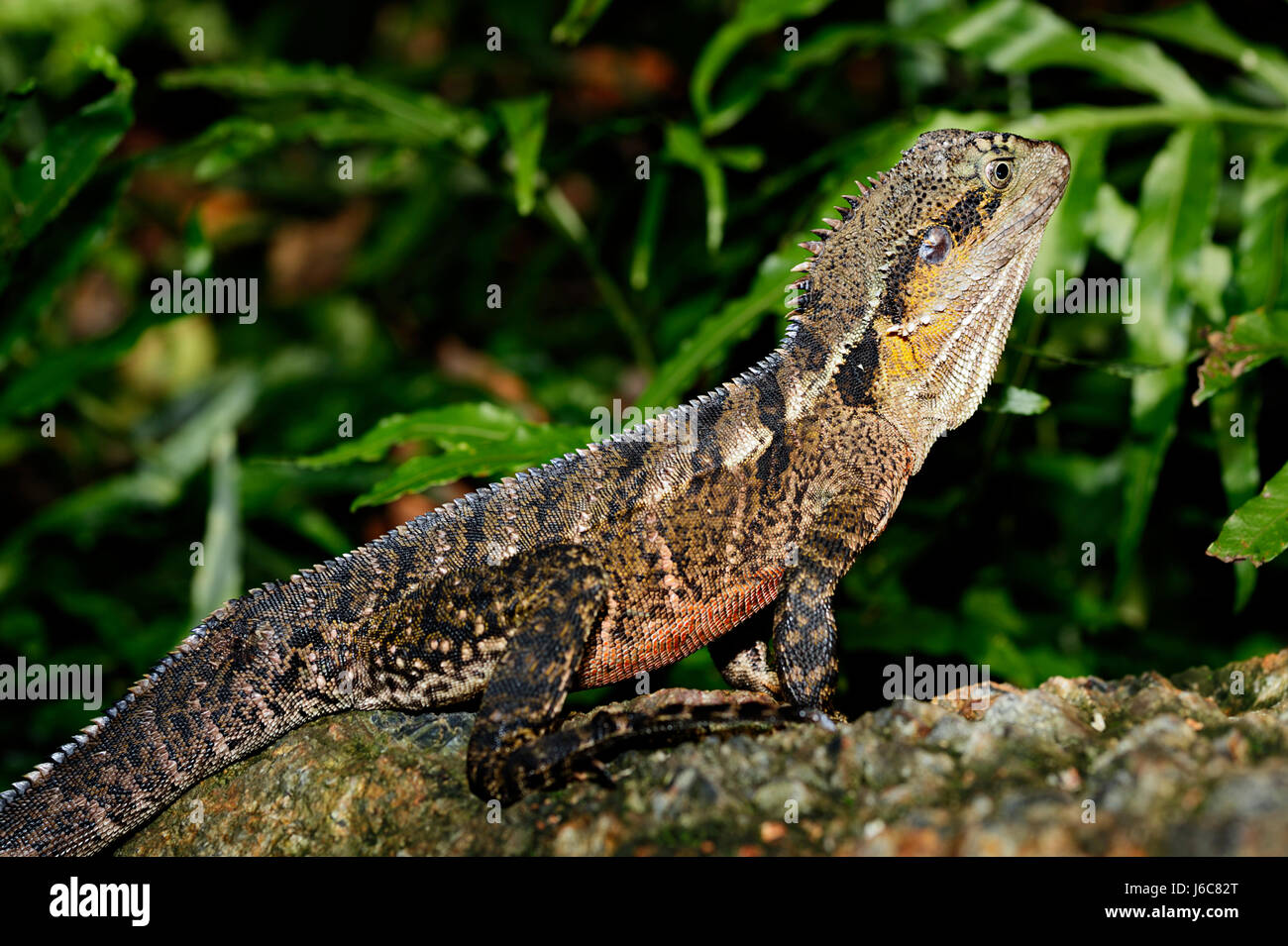 Tierfortrait hi-res stock photography and images - Alamy