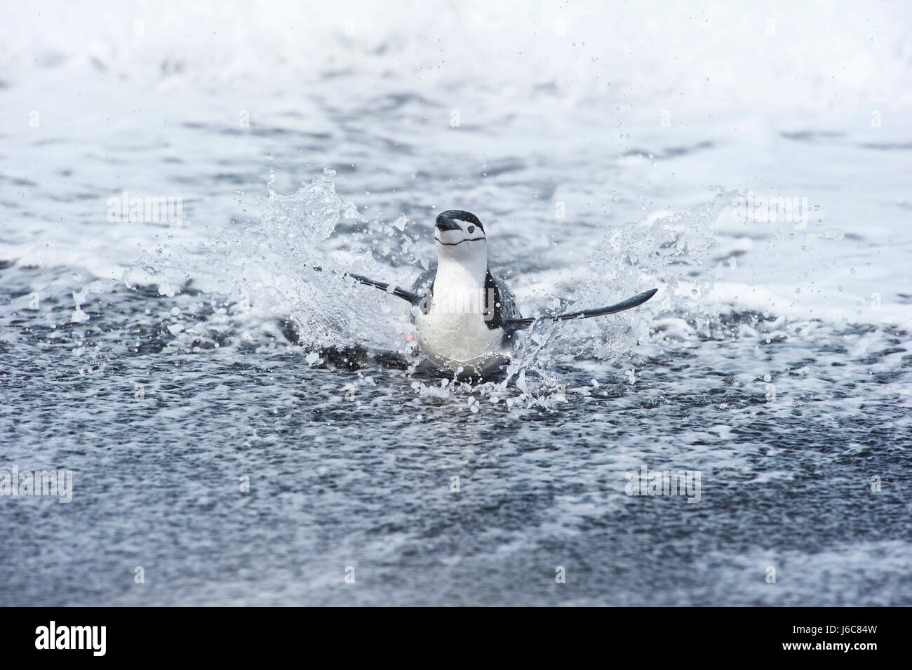 chinstrap penguin (Pygoscelis antarcticus), Antarctica Stock Photo - Alamy