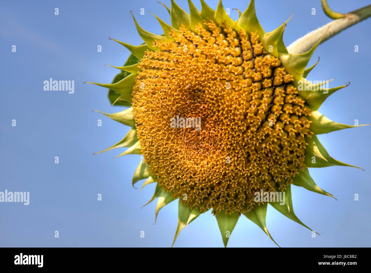 flower plant summer summerly sunflower season floral nature beautiful ...