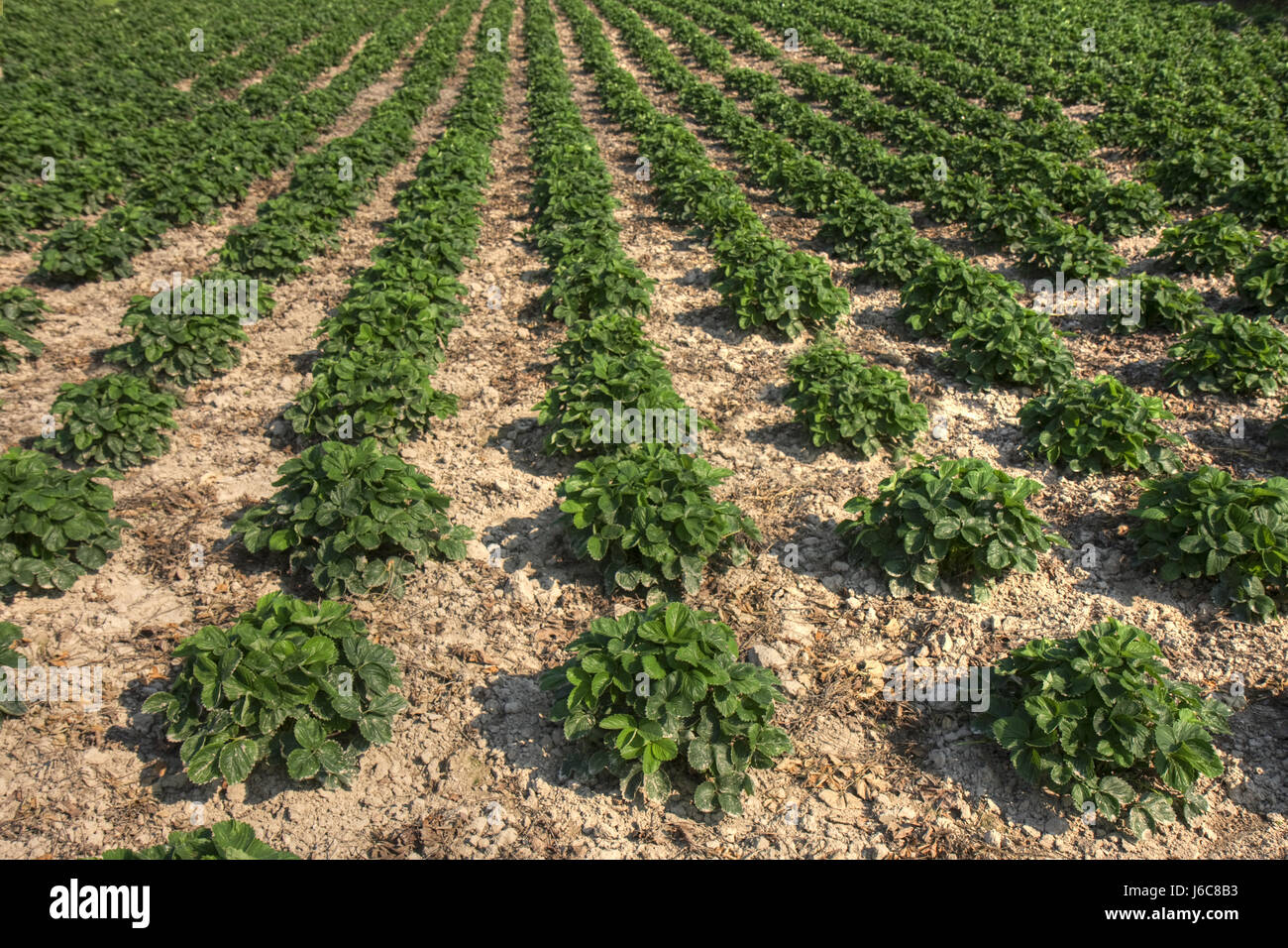 culture field summer summerly fruit strawberry alignment scenery ...