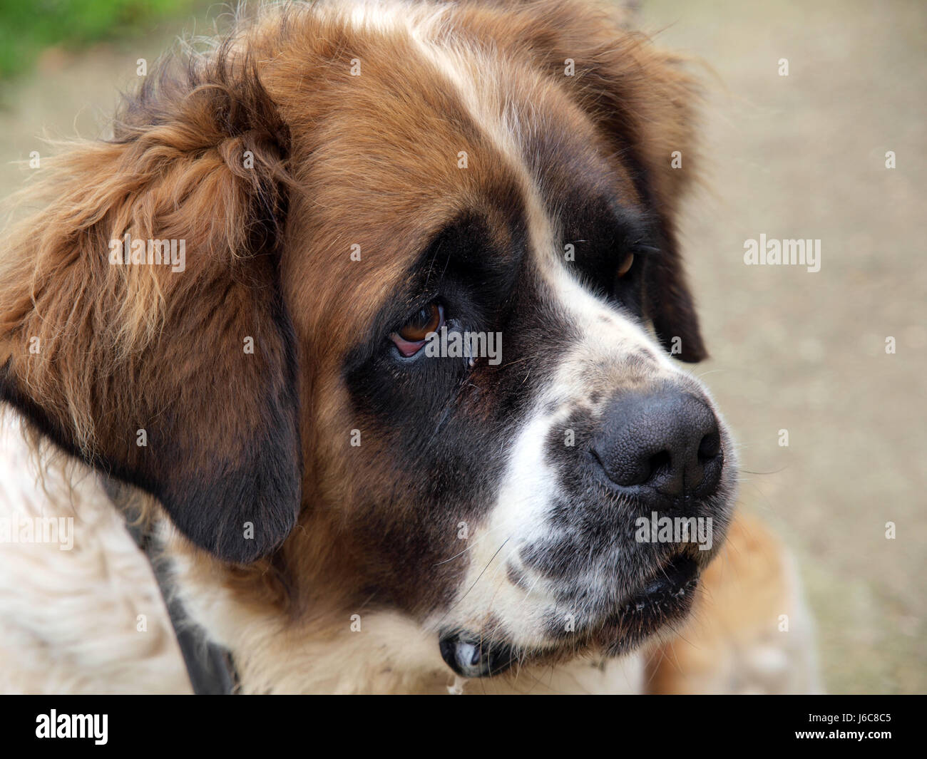 profile detail portrait dog sight view outlook perspective vista ...