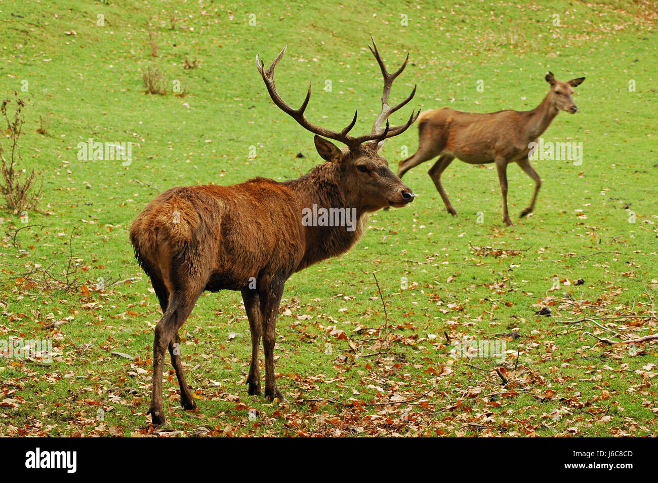 wild deer roe hart stag horns deer deer stag hind meadow roe leaves ...