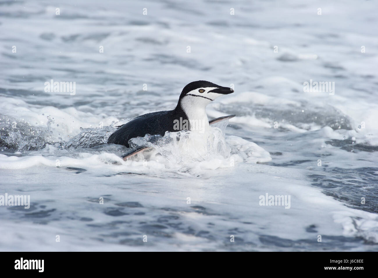 chinstrap penguin (Pygoscelis antarcticus), Antarctica Stock Photo - Alamy