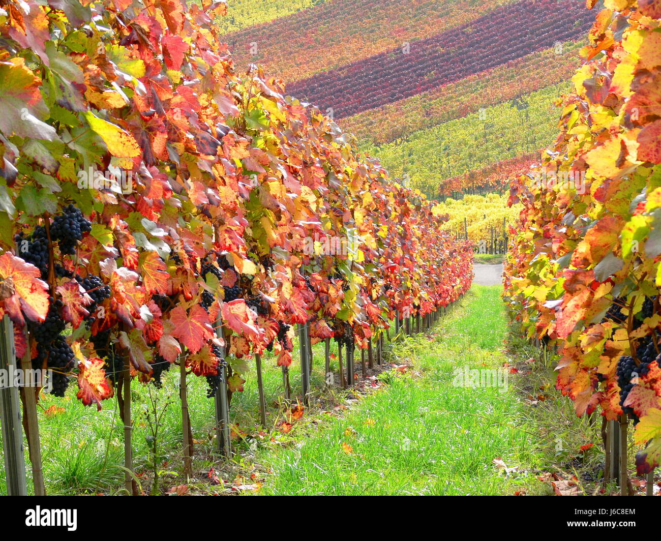 leaves coloured colourful gorgeous multifarious richly coloured vines ...