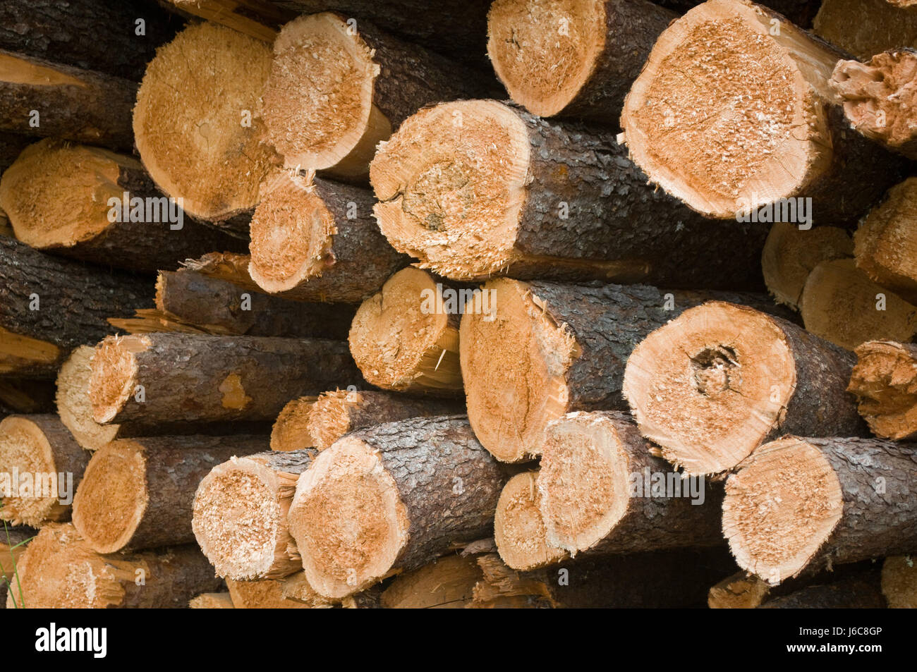 closeup pine end log backdrop background shine shines bright lucent ...