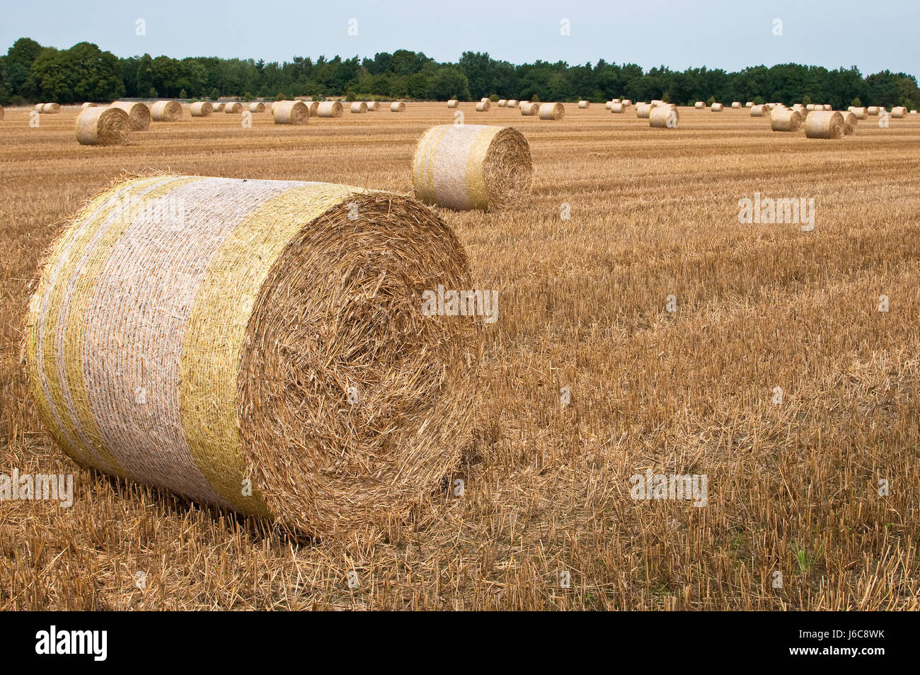 agriculture farming field wheat straw harvest grain cereal fall autumn ...