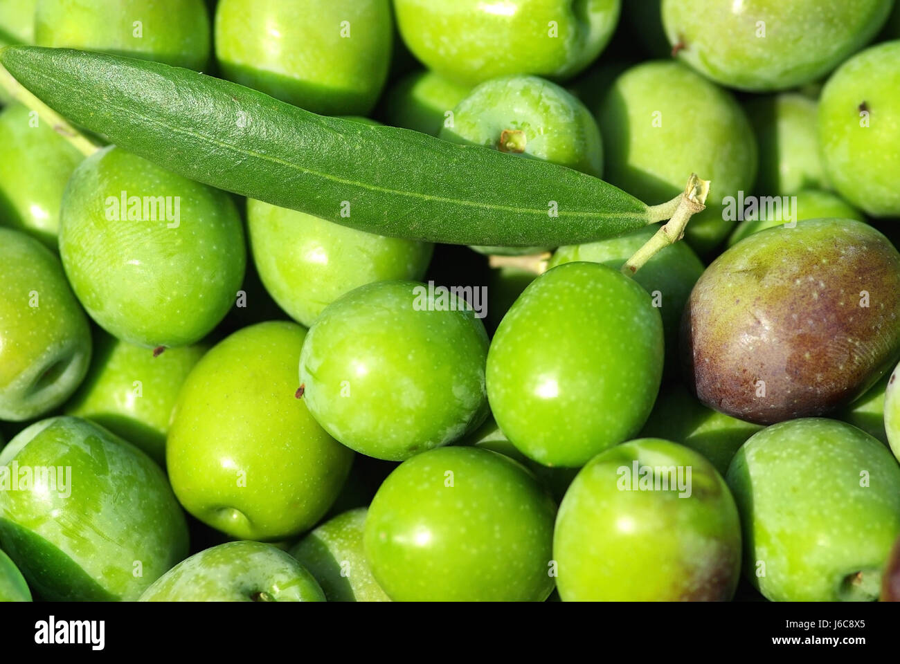 portugal peace vegetable olive plantation pictogram symbol pictograph ...