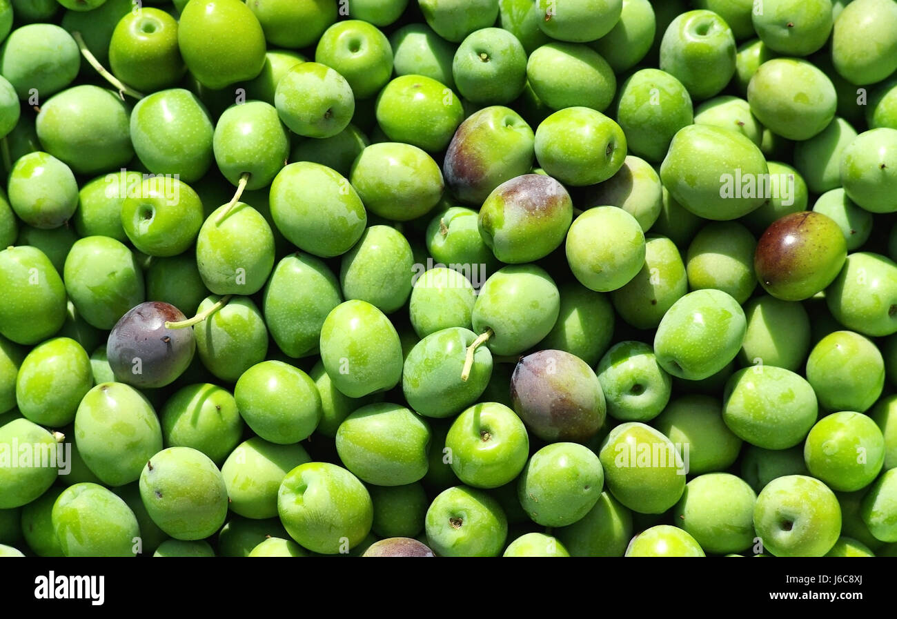 portugal peace vegetable olive plantation pictogram symbol pictograph ...