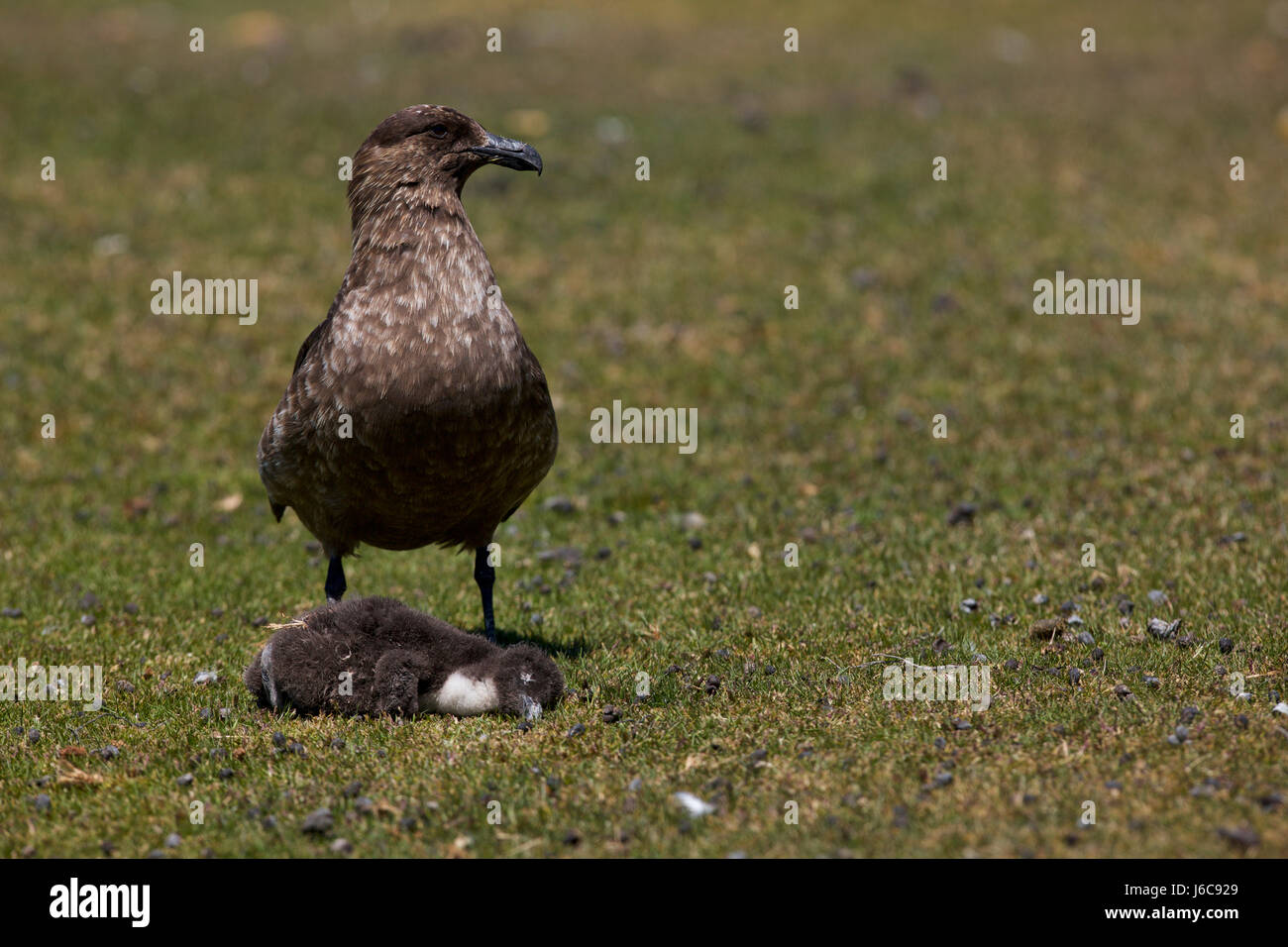 brown skua (Stercorarius antarcticus Stock Photo - Alamy