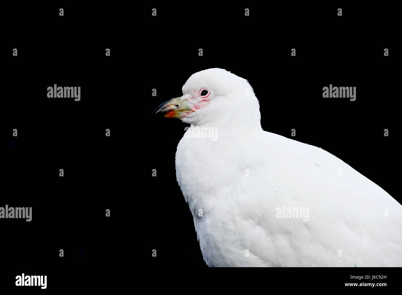 snowy sheathbill (Chionis albus Stock Photo - Alamy