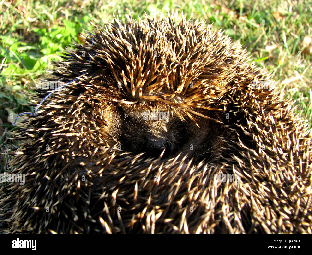 mammal hedgehog threat insectivore insectivorous convolute mammal ...