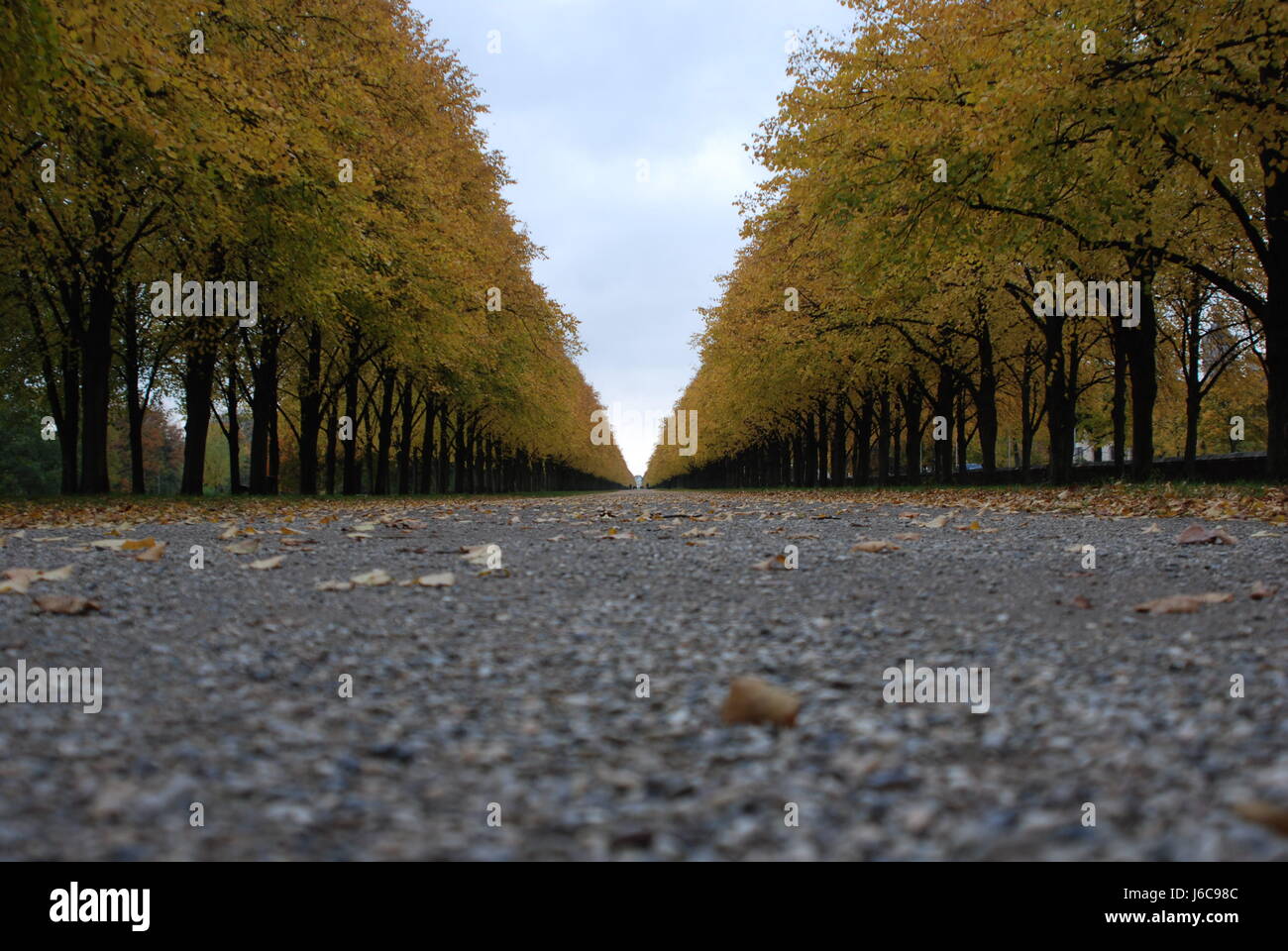 tree trees leaves october foliage fall autumn tree trees leaves october ...