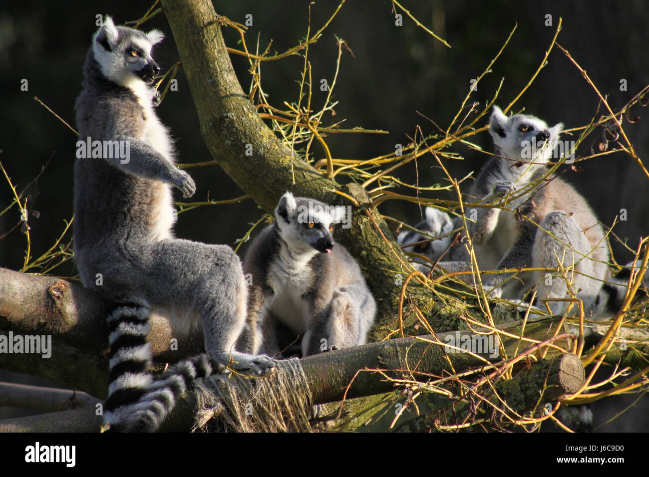 katta on a tree Stock Photo - Alamy