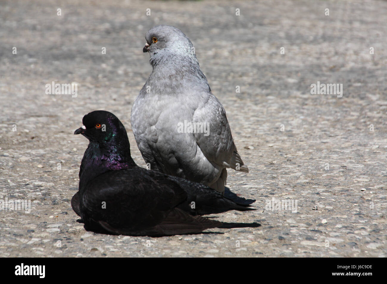 Modena pigeons hi-res stock photography and images - Alamy