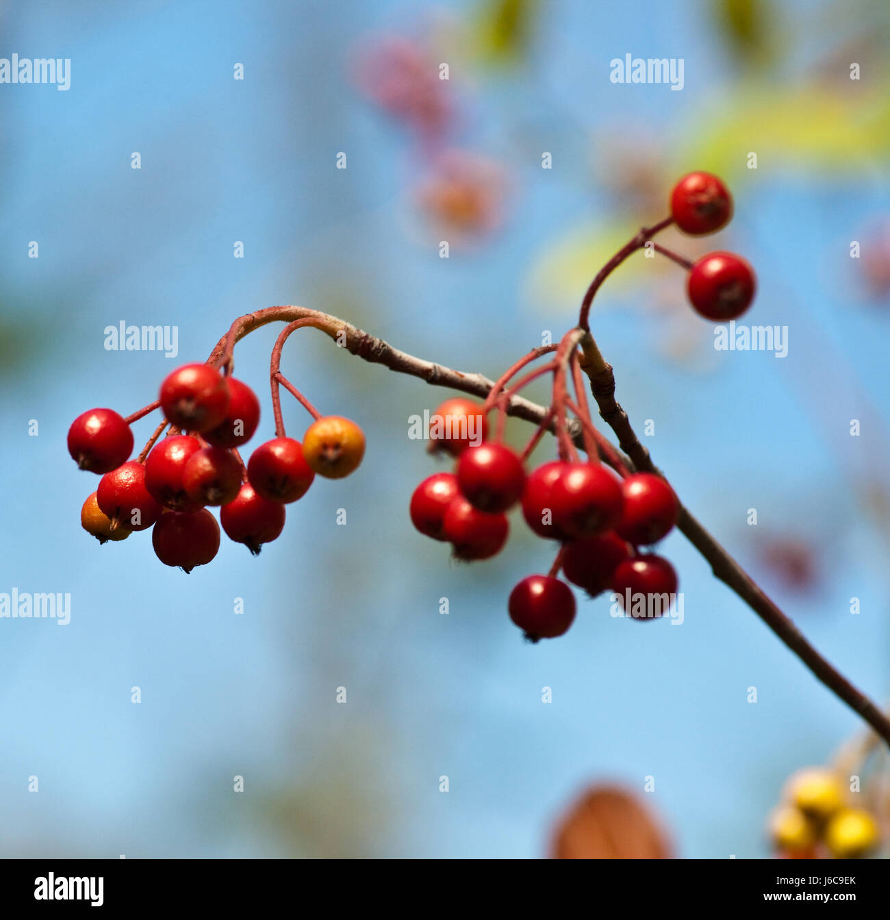 deciduous tree progenies fruits rowan berry korea berry red fall autumn ...