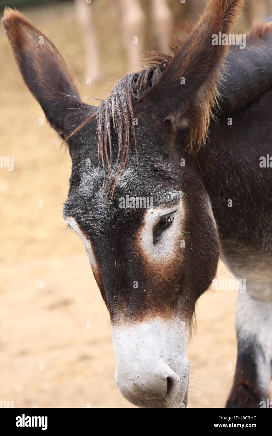 donkey step tier profile animal mammal portrait look glancing see view ...