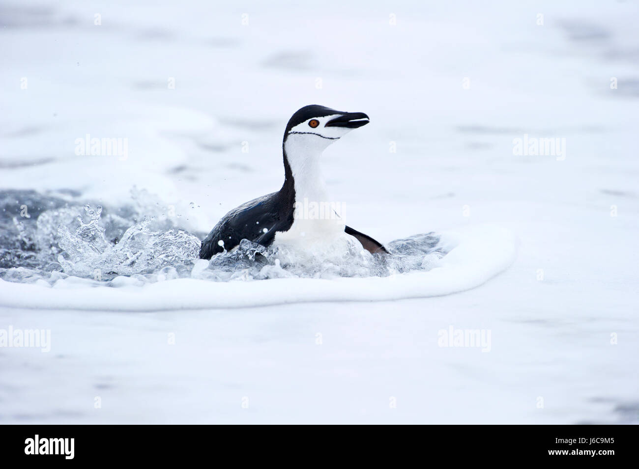 chinstrap penguin (Pygoscelis antarcticus), Antarctica Stock Photo - Alamy