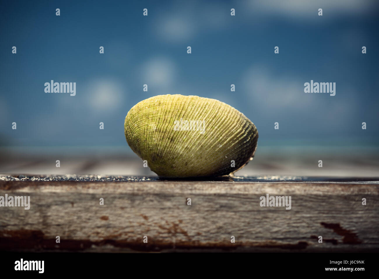 Shell. Mussel on the wooden bridge. Maldives. Vacation. Tropics. Ocean ...