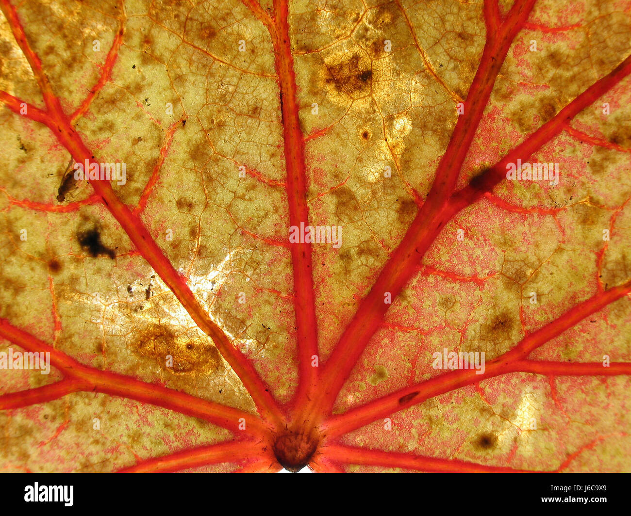 leaf tree autumn foliage structure red plant fall autumn leaf die ...