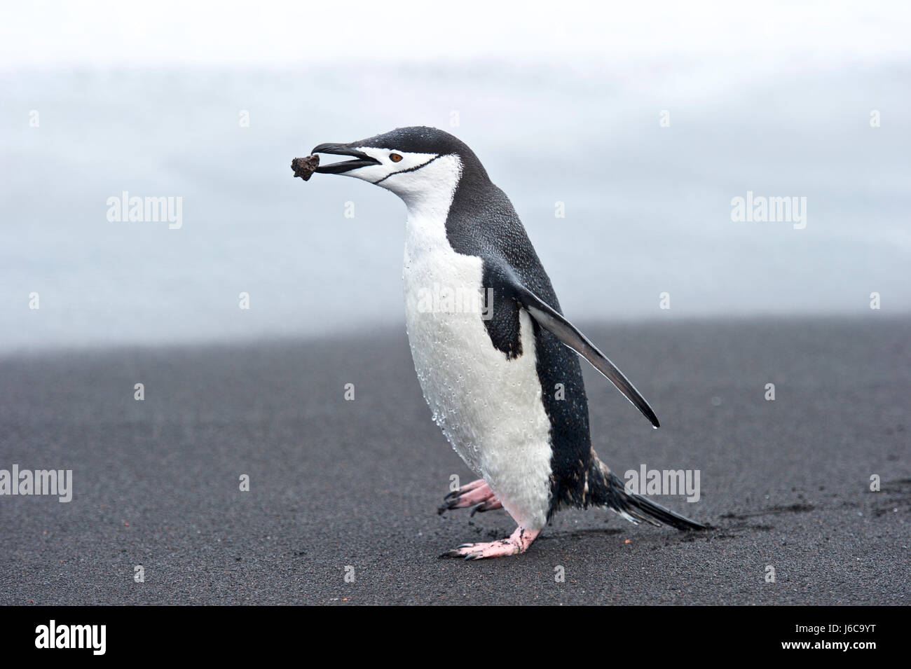 chinstrap penguin (Pygoscelis antarcticus), Antarctica Stock Photo - Alamy