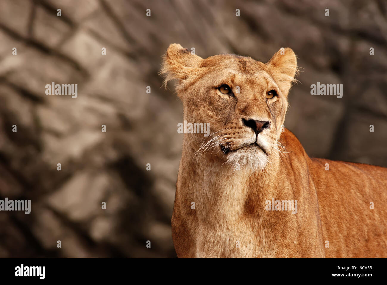 mammal africa lion cat big cat feline predator skin predator lioness ...