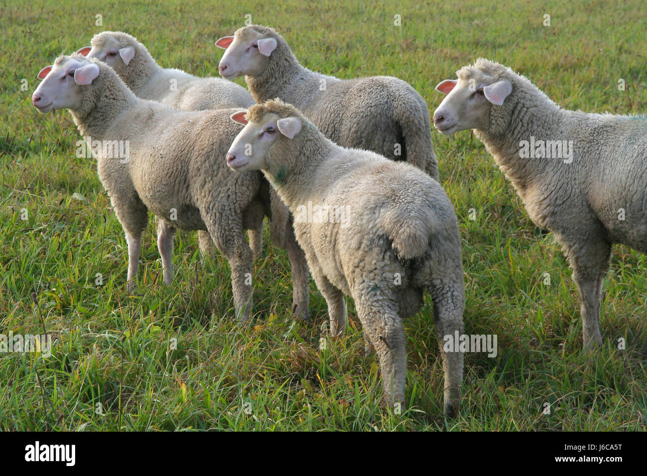 animals agriculture farming sheep sheep farming livestock sheep (pl ...