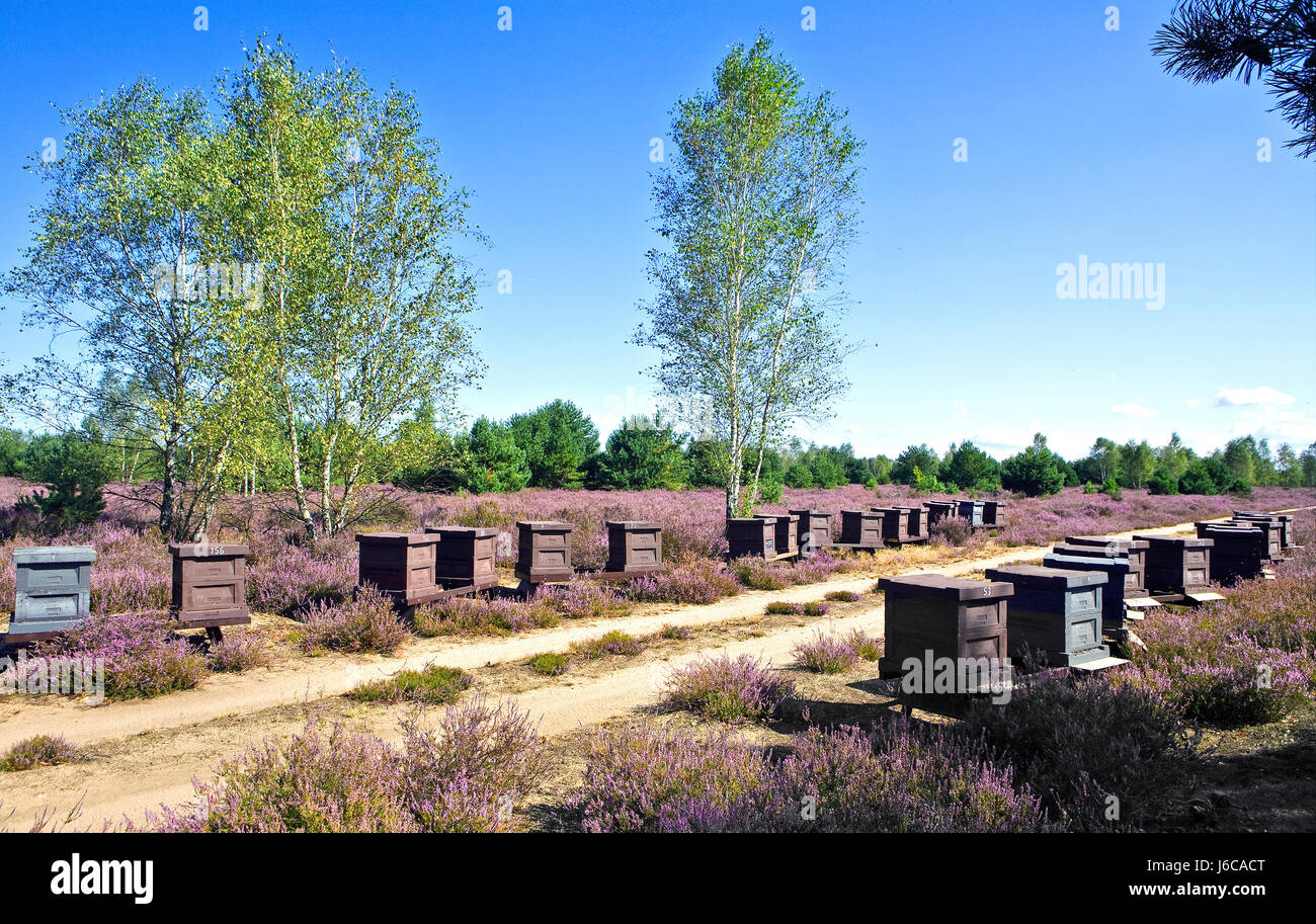 Lieberoser heide hi-res stock photography and images - Alamy