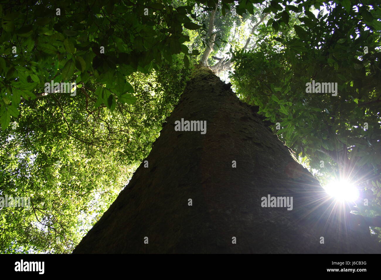 A wild tree forming great canopy in a thick forest of Western ghats and ...