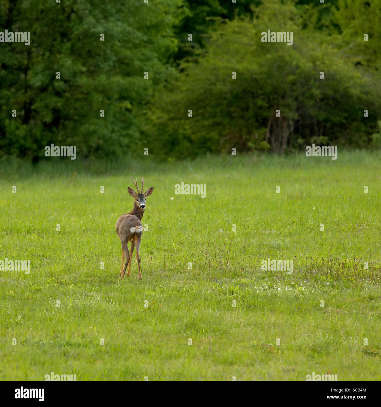 Deer playing hi-res stock photography and images - Alamy