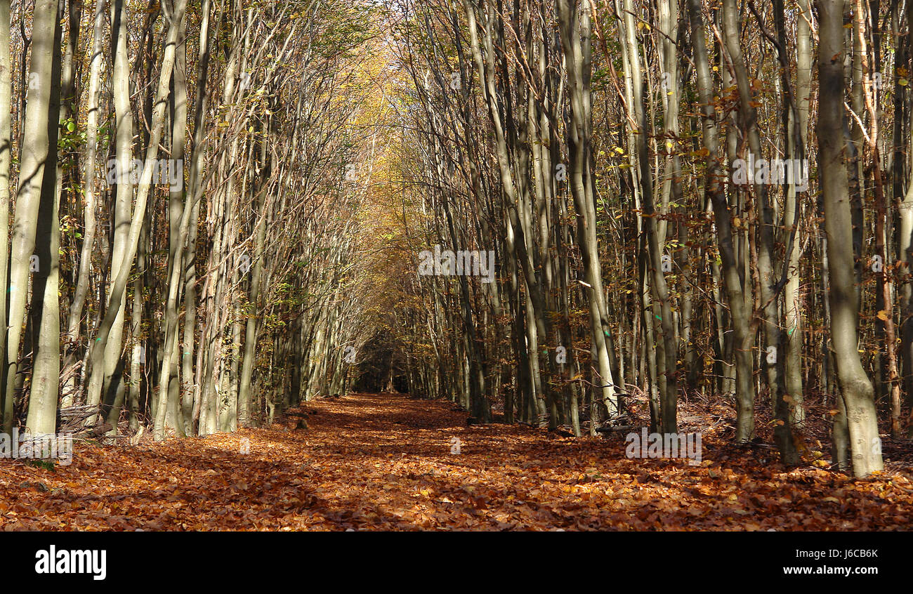 tree trunk leaves avenue november forest aisle forest fall autumn leaf ...