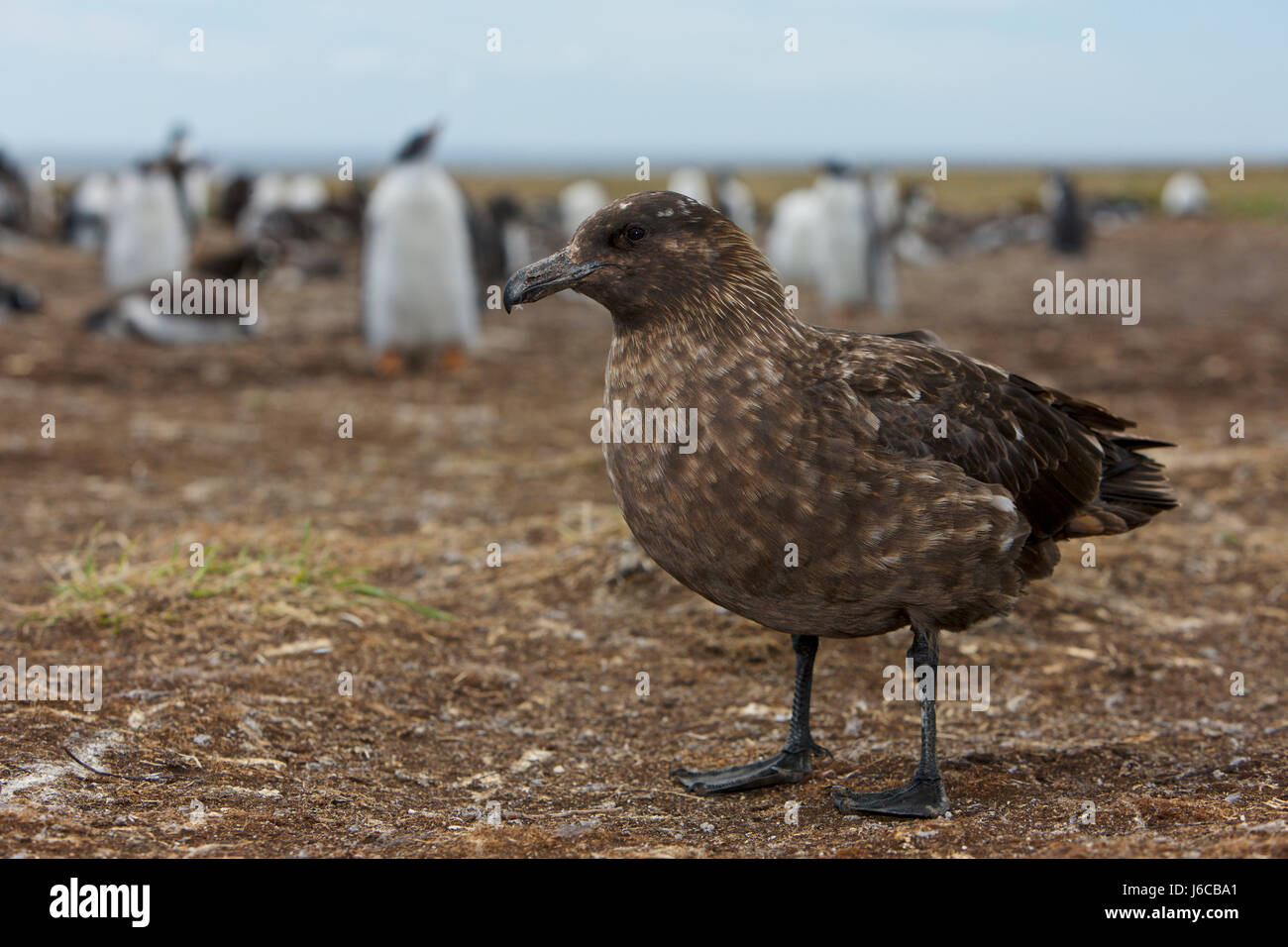 brown skua (Stercorarius antarcticus Stock Photo - Alamy