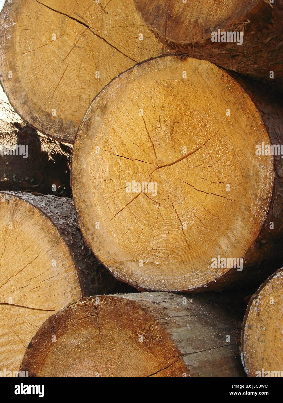 model design project concept plan draft tree industry industrial wood ...