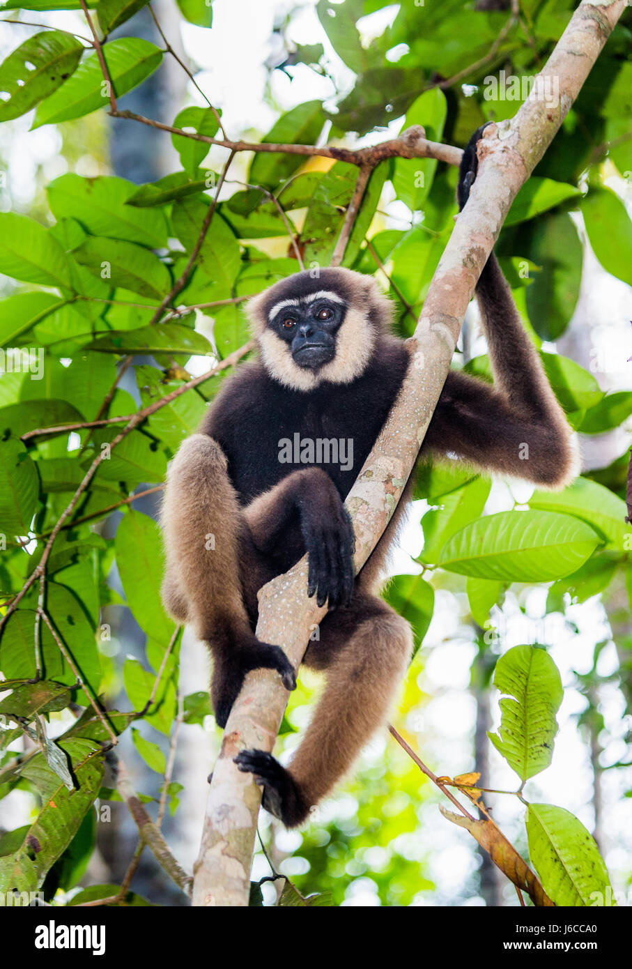 Gibbon sitting on the tree. Indonesia. The island of Kalimantan (Borneo ...