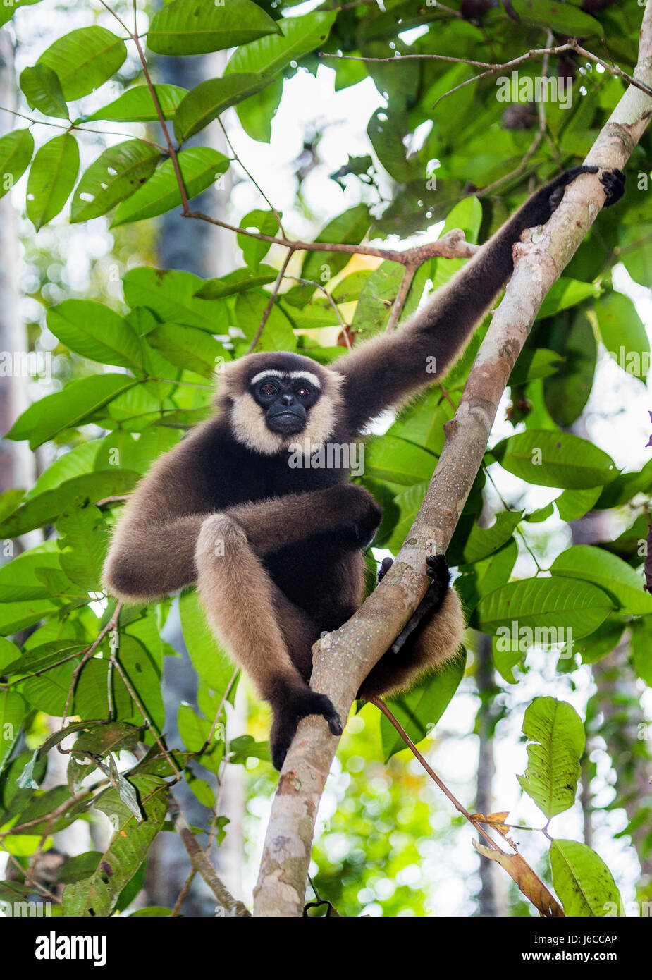 Gibbon sitting on the tree. Indonesia. The island of Kalimantan (Borneo ...