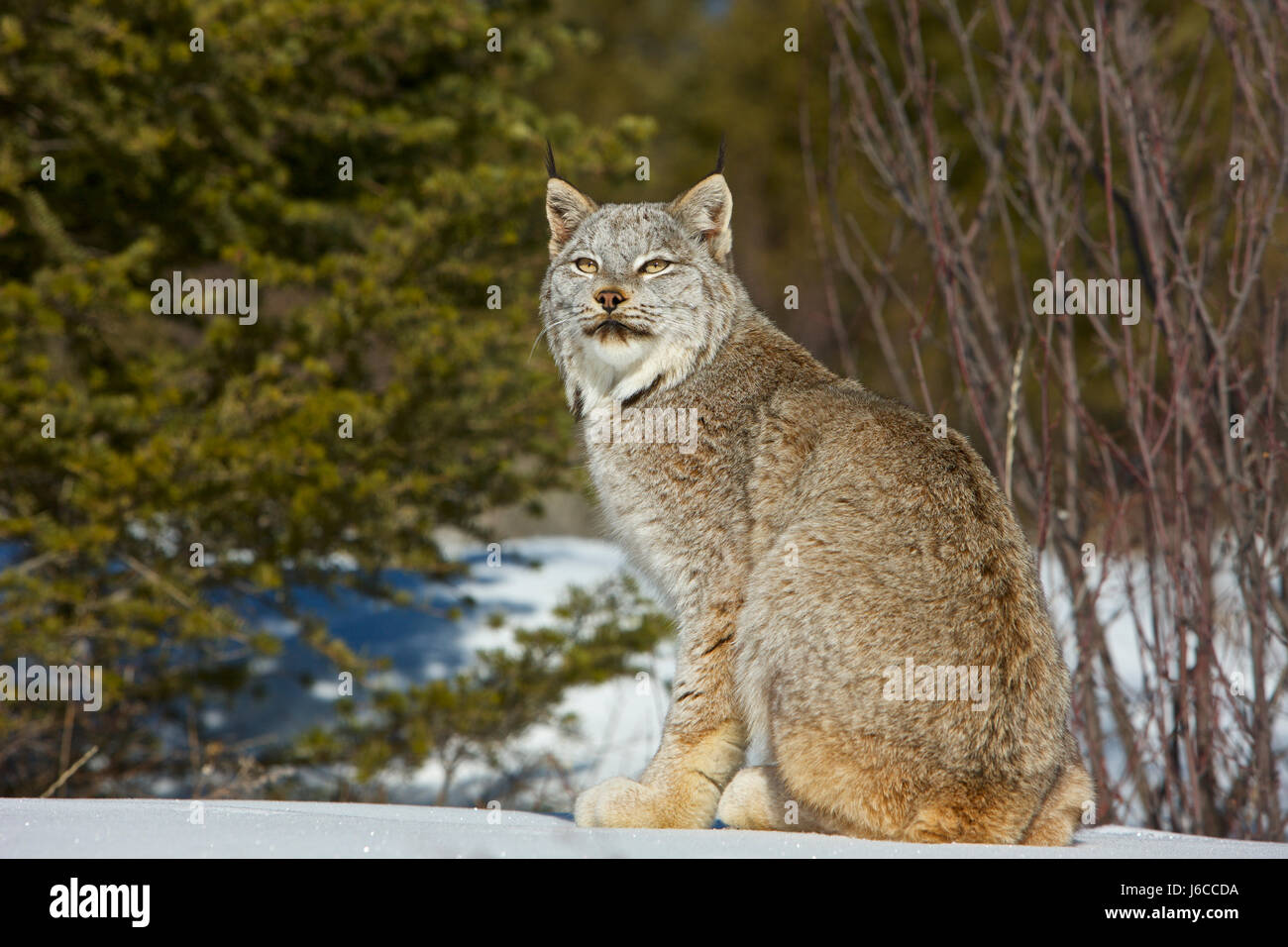 Canadian Lynx High Resolution Stock Photography and Images - Alamy