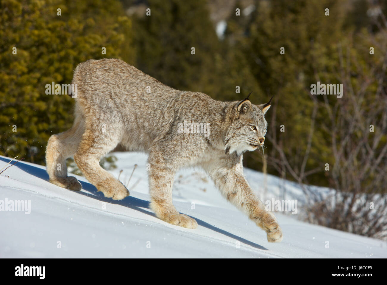 Canadian Lynx, Lynx canadensis Stock Photo - Alamy