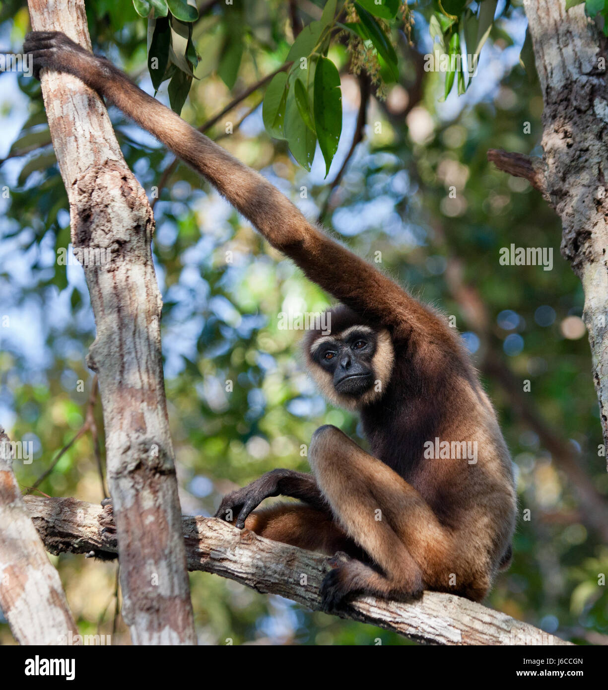 Gibbon sitting on the tree. Indonesia. The island of Kalimantan (Borneo ...