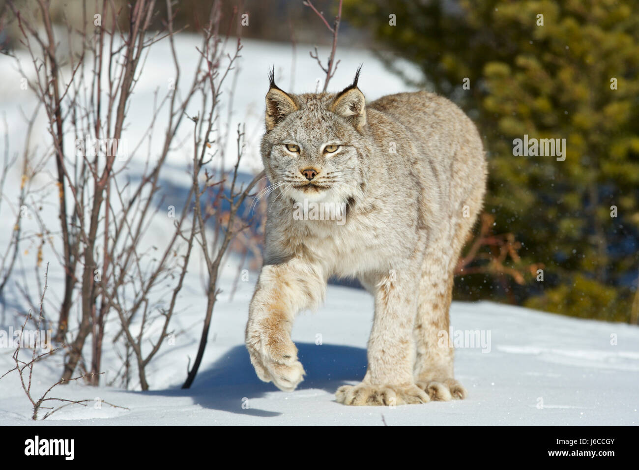 Canadian Lynx, Lynx canadensis Stock Photo - Alamy